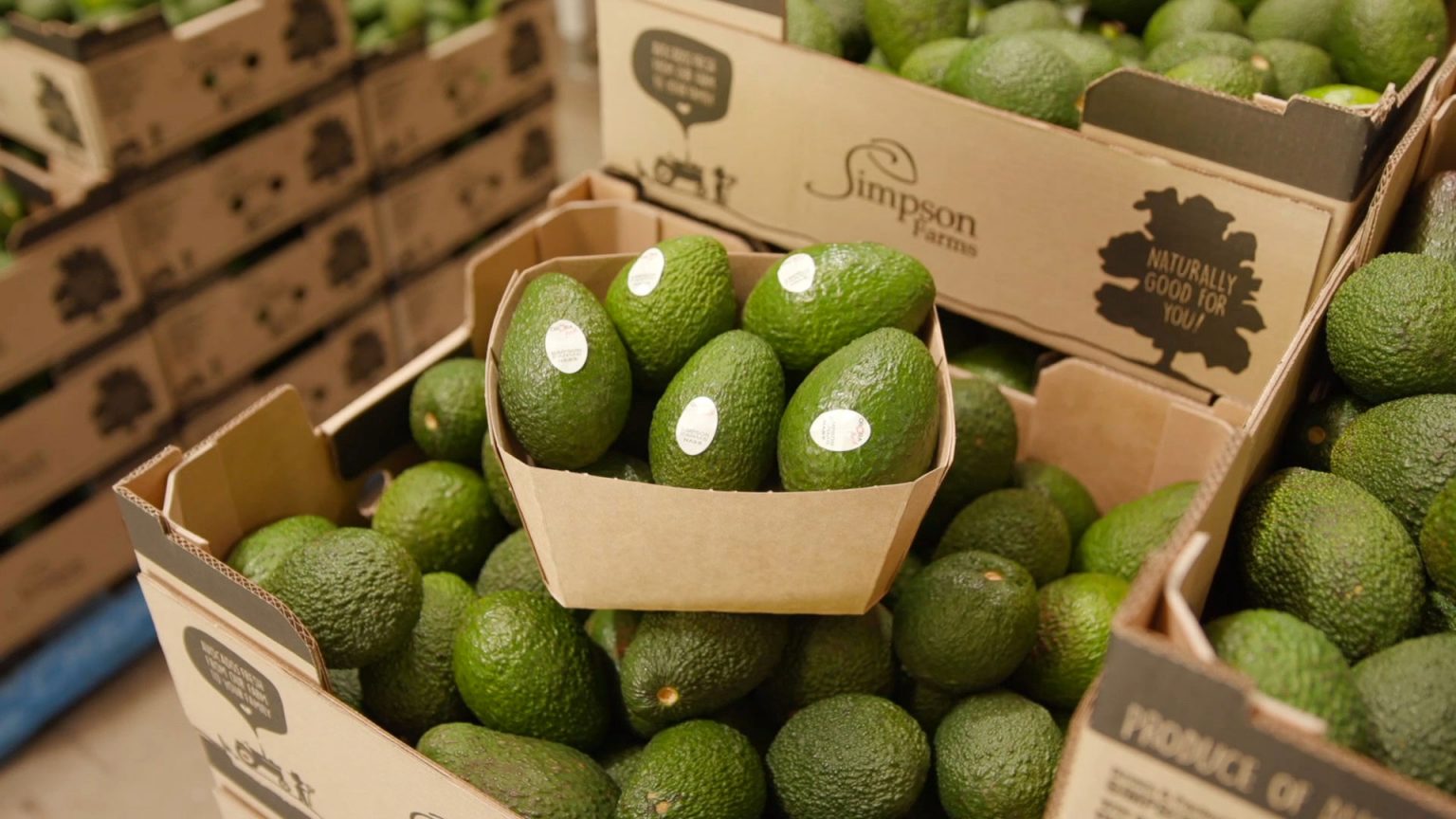 Sustainable packaging for avocados the key for Simpson Farms | Opal.